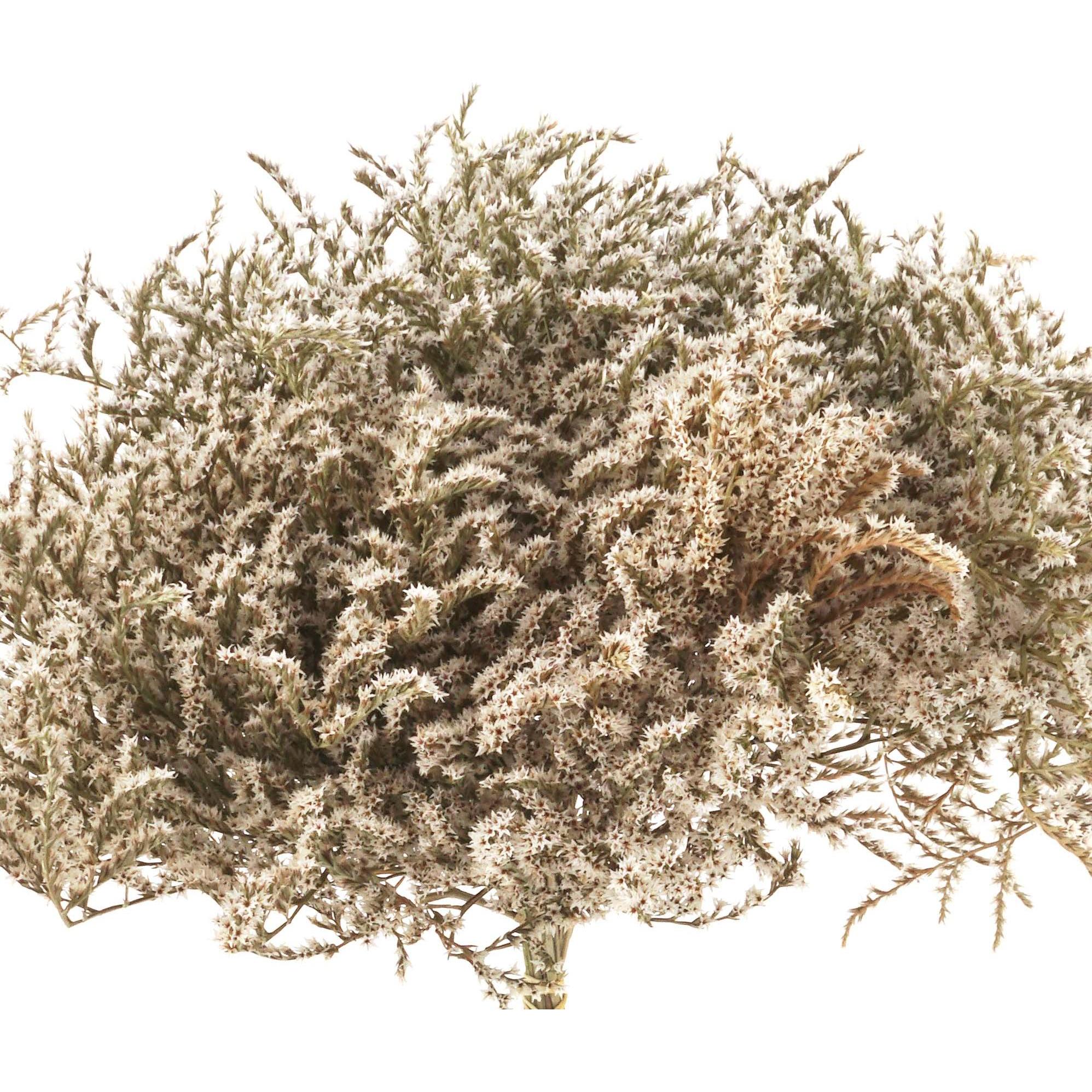 Geschenkkörbe CH Limonium, Statice tatarica Trockenblumen, natur weiss ...