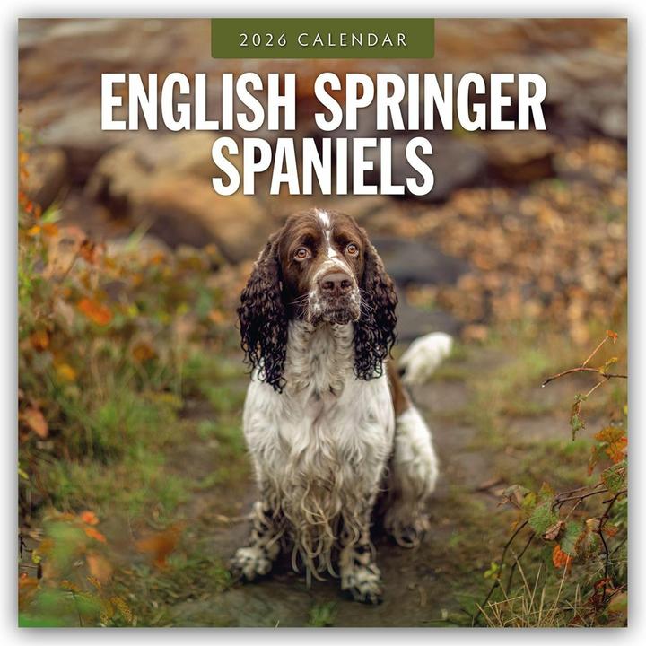 Red Robin English Springer Spaniels 2026 Square Wall Calendar - Digitec