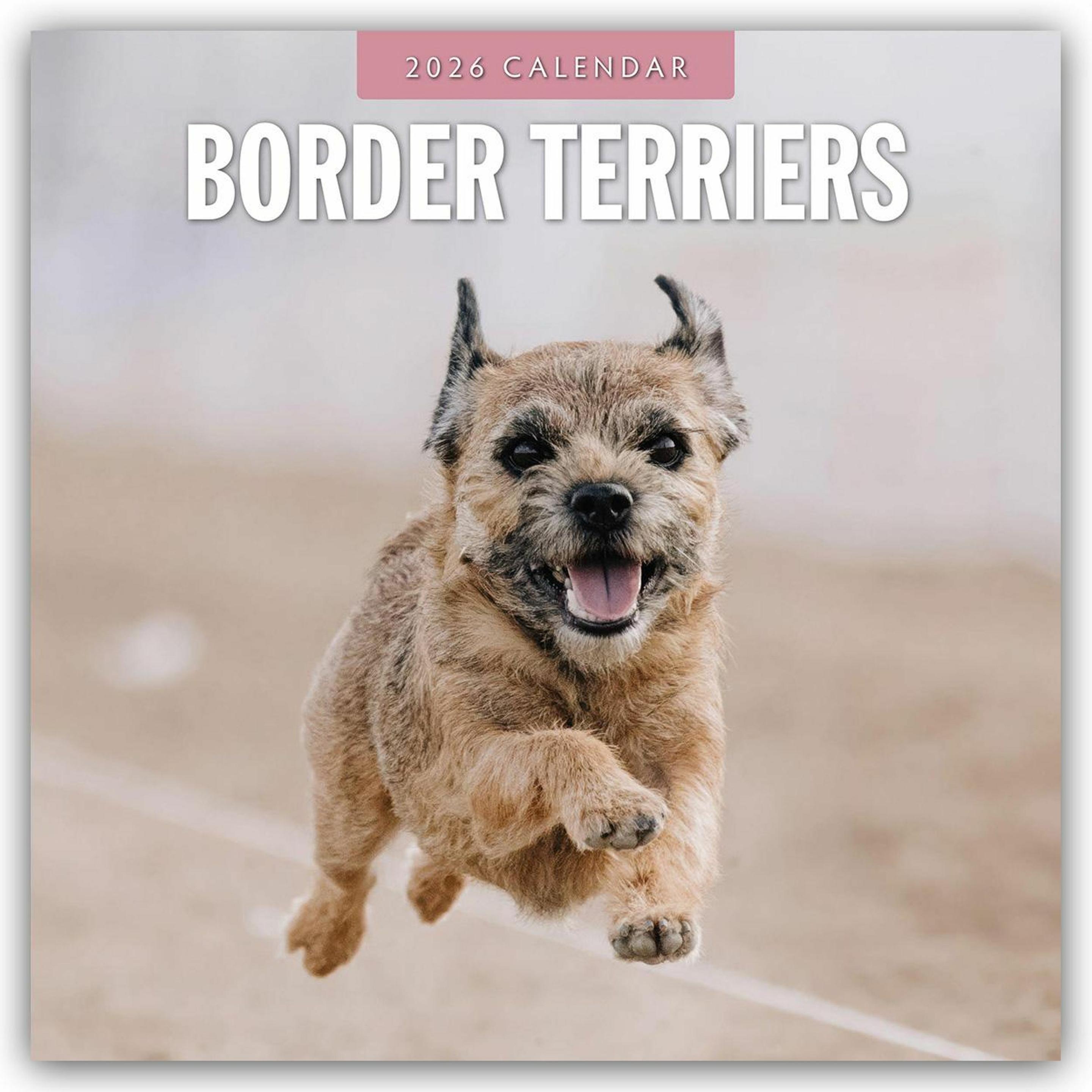 Red Robin Border Terriers 2026 Square Wall Calendar - Digitec