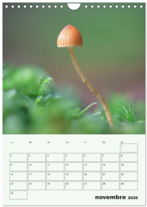 Champignons magiques - Beautés éphémères (Calendrier mural 2026 DIN A4 ...
