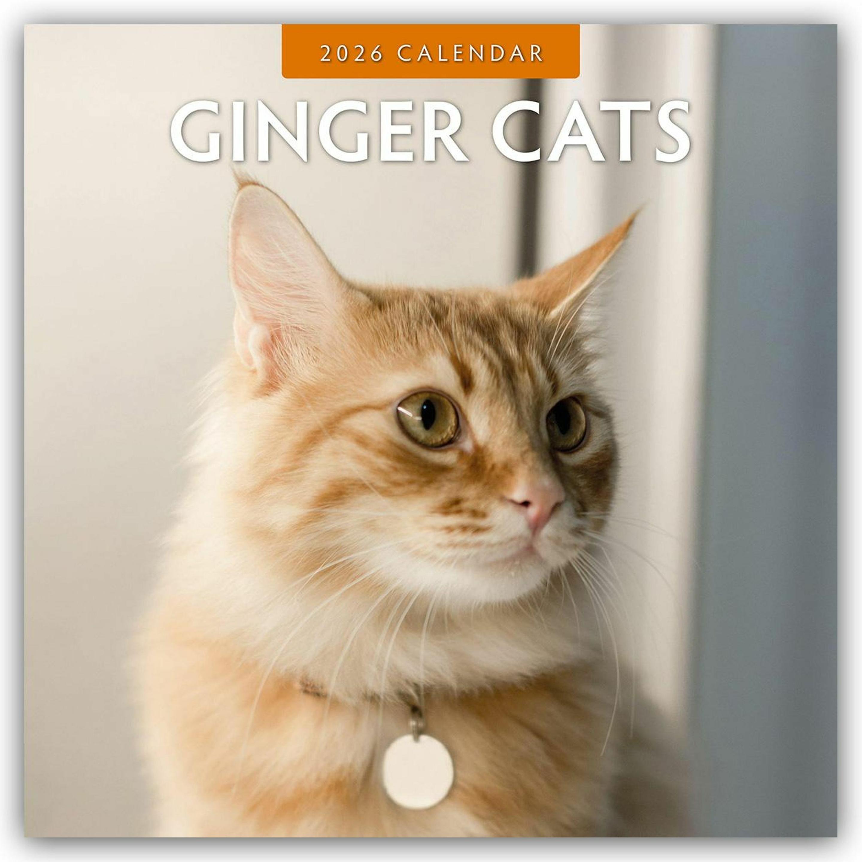 Red Robin Ginger Cats 2026 Square Wall Calendar - kaufen bei Galaxus