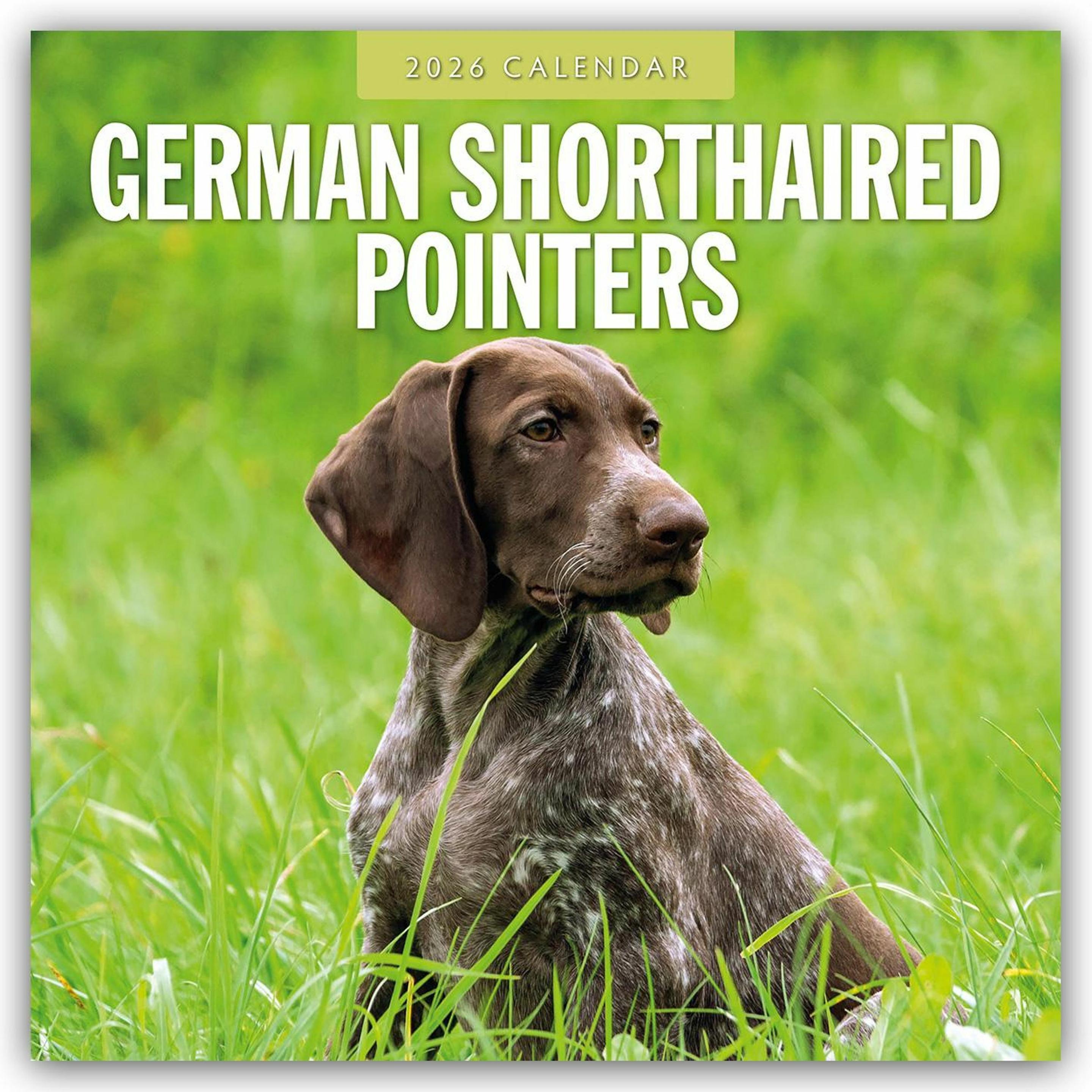 Red Robin German Shorthaired Pointers 2026 Square Wall Calendar - Galaxus