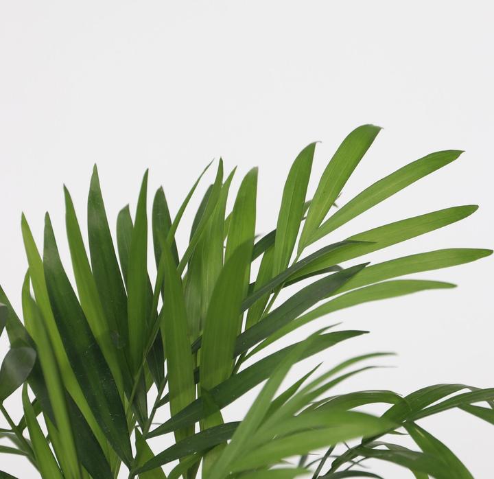 Plant in a Box Dypsis lutescens, Chamaedorea elegans - 2er Mischung ...