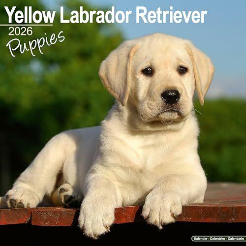 Various Publishers Yellow Labrador Puppies Calendar 2026 Square Dog ...