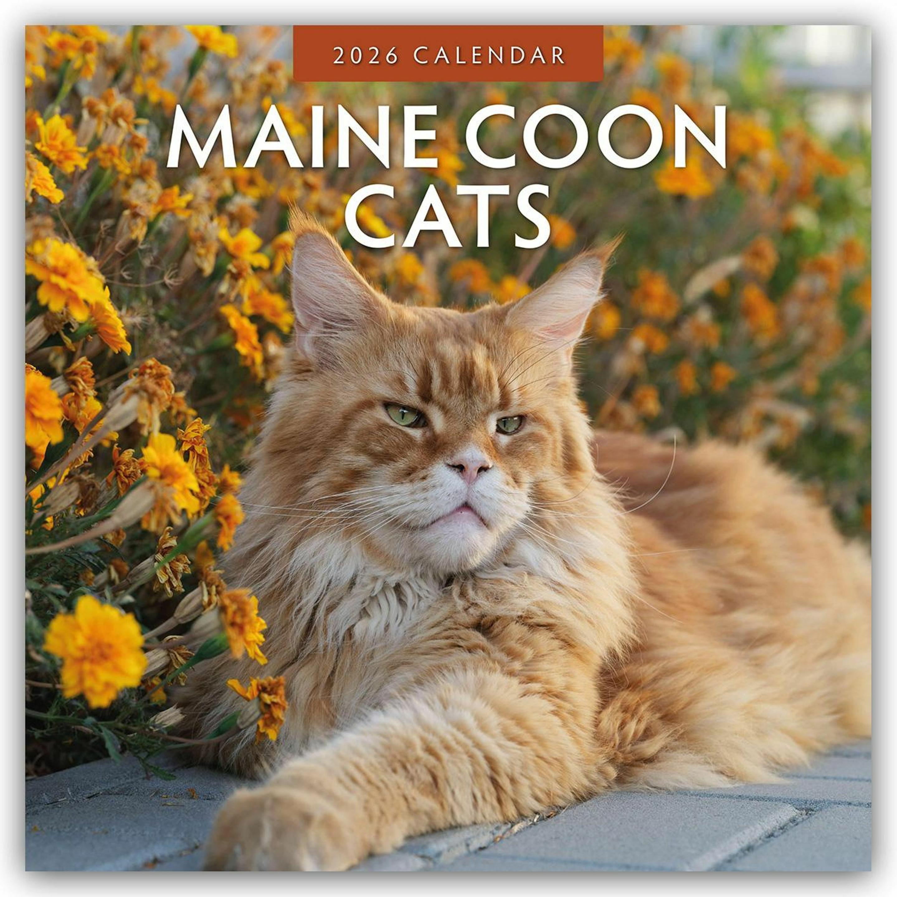 Red Robin Maine Coon Cats 2026 Square Wall Calendar - Galaxus