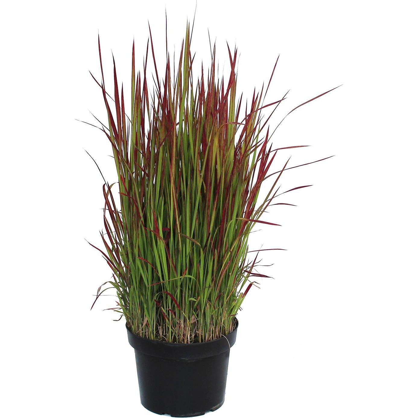 Zulauf Blutgras / Imperata cylindrica 'Red Baron' (30 cm) - Galaxus
